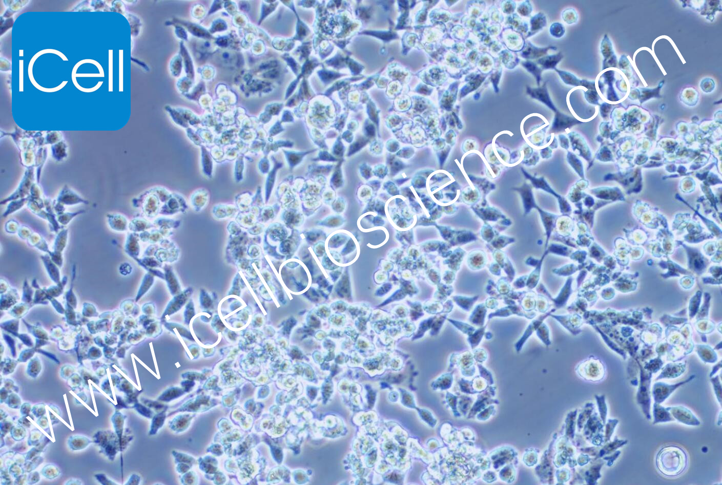 D283 Med 人脑髓母细胞瘤细胞-原代细胞-STR细胞-细胞培养基-赛百慷生物