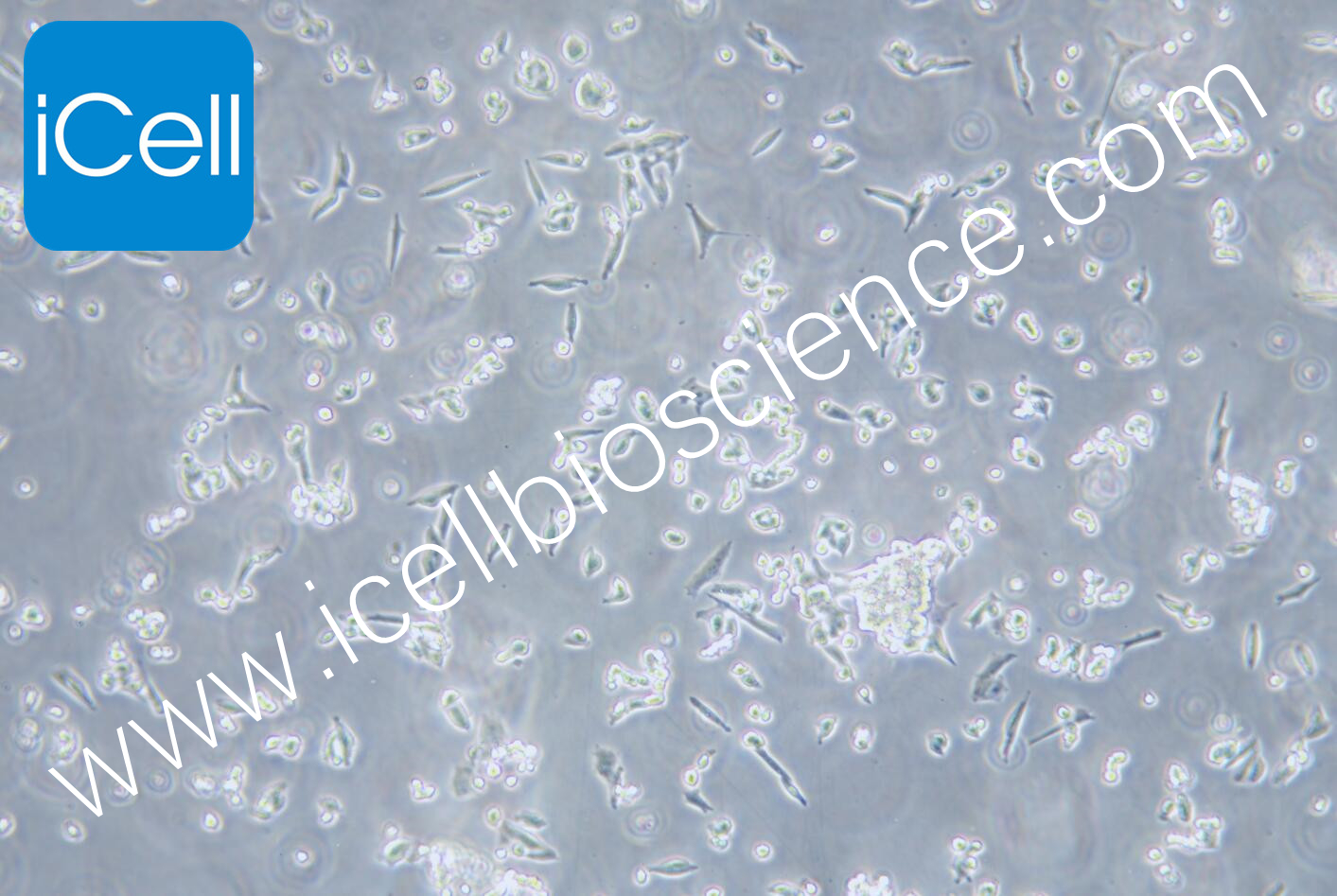 D341 Med 人脑髓母细胞瘤细胞-原代细胞-STR细胞-细胞培养基-镜像绮点生物