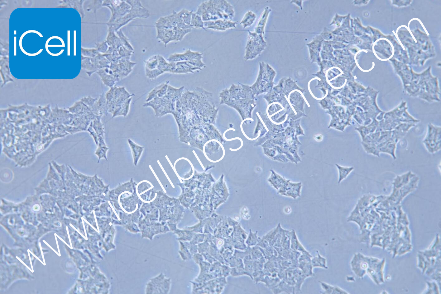 GT1-1 小鼠垂体瘤细胞-原代细胞-STR细胞-细胞培养基-镜像绮点生物