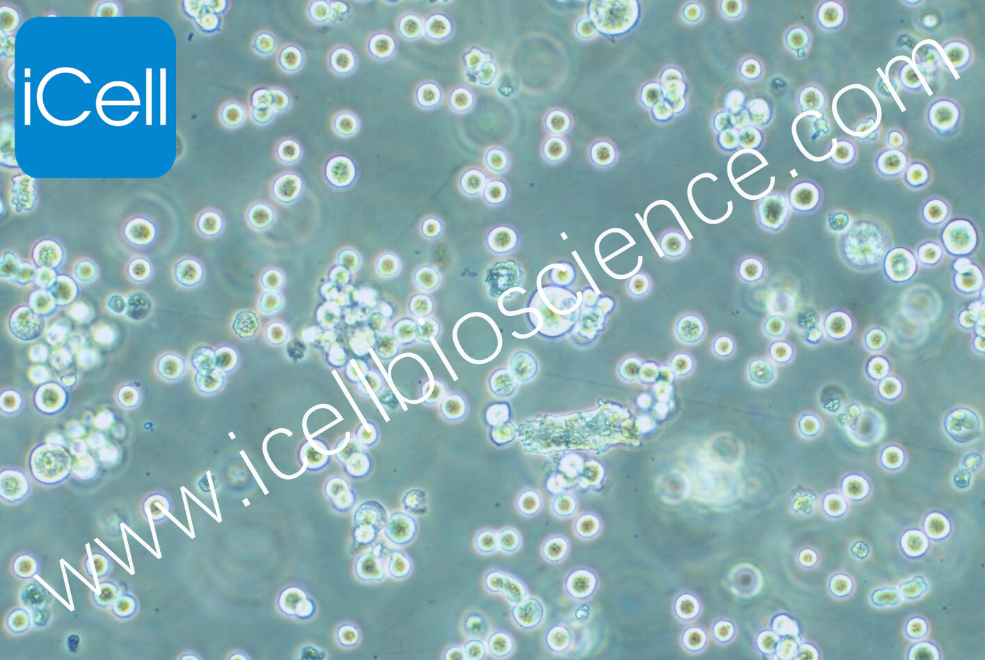 H22 小鼠肝癌细胞-原代细胞-STR细胞-细胞培养基-镜像绮点生物