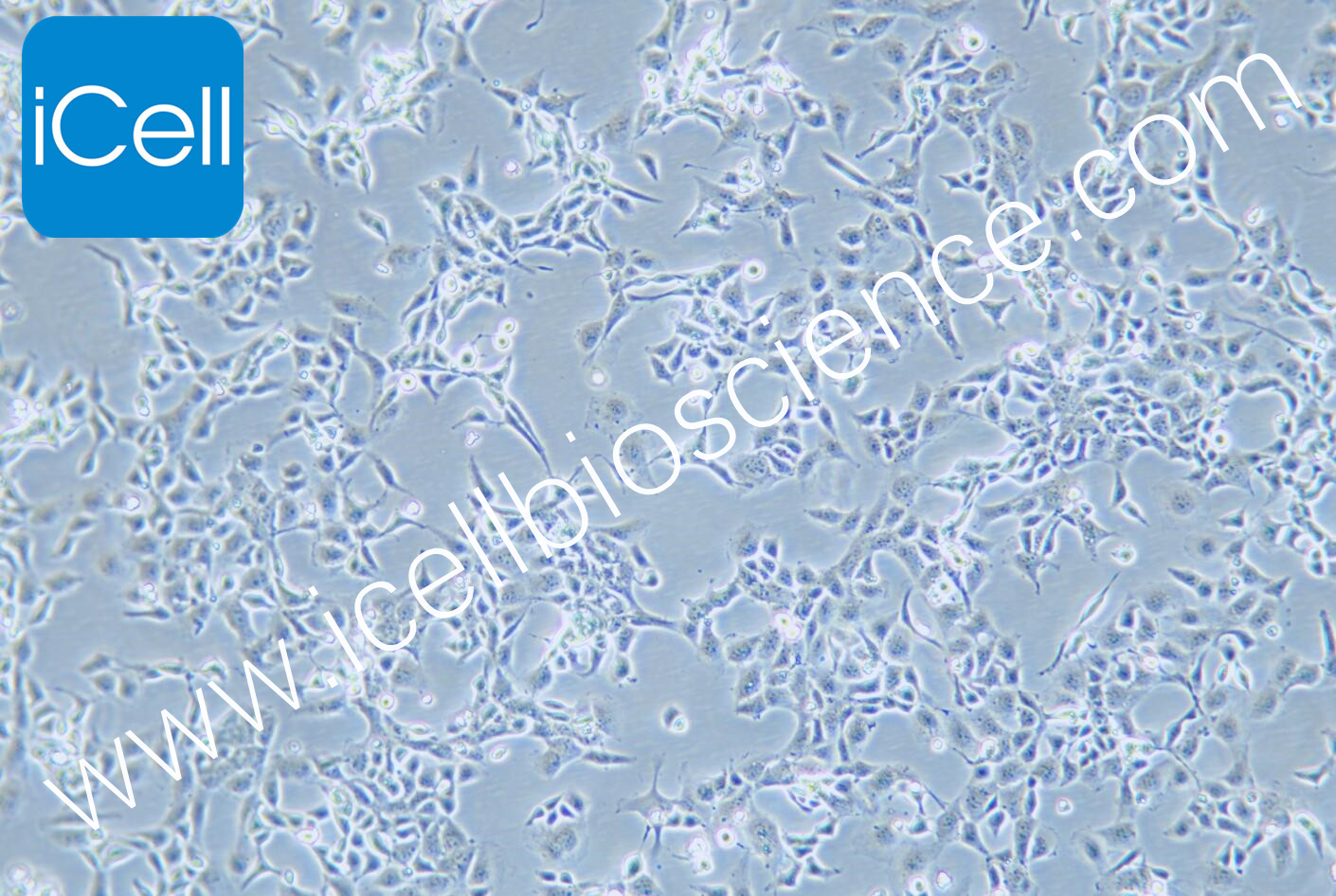 HET-1A 人食管上皮细胞-原代细胞-STR细胞-细胞培养基-镜像绮点生物