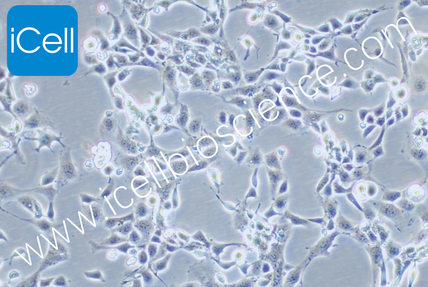 HET-1A 人食管上皮细胞-原代细胞-STR细胞-细胞培养基-镜像绮点生物