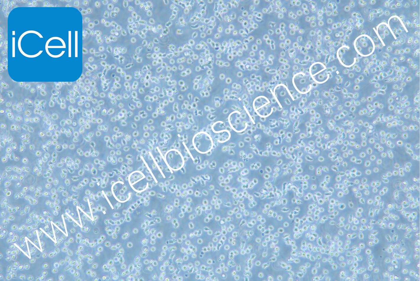 Jeko-1 人套细胞淋巴瘤细胞-原代细胞-STR细胞-细胞培养基-镜像绮点生物