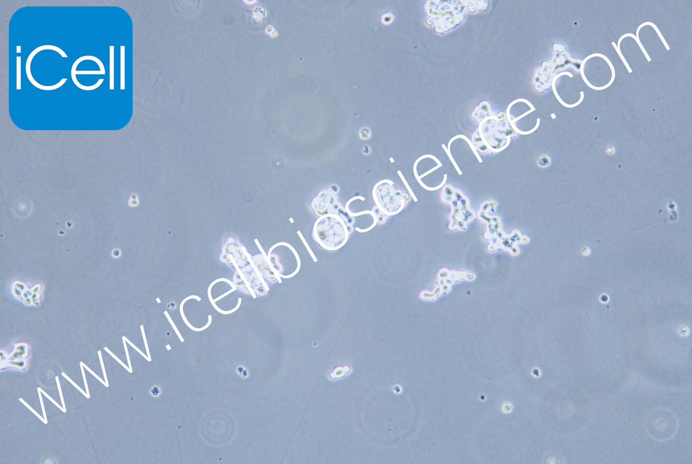 NCI-H82 人小细胞肺癌细胞-原代细胞-STR细胞-细胞培养基-镜像绮点生物