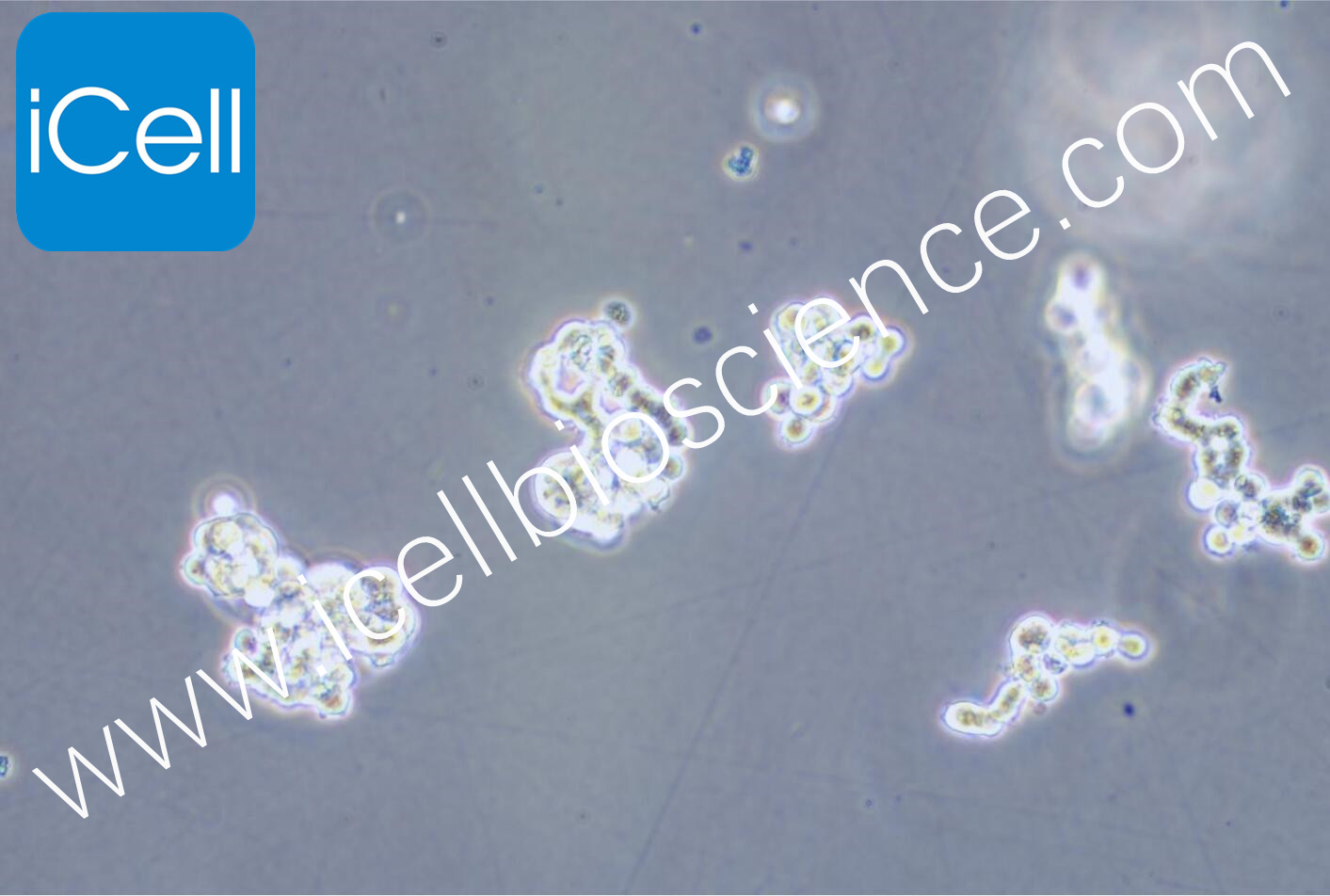 NCI-H82 人小细胞肺癌细胞-原代细胞-STR细胞-细胞培养基-镜像绮点生物