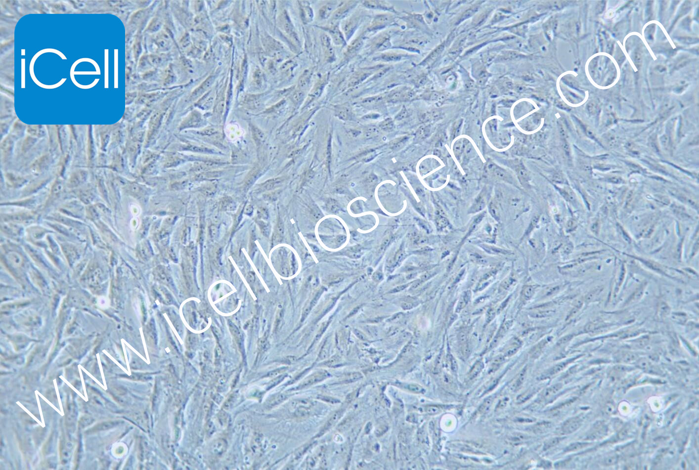 NCI-H2452 人间皮瘤细胞-原代细胞-STR细胞-细胞培养基-镜像绮点生物