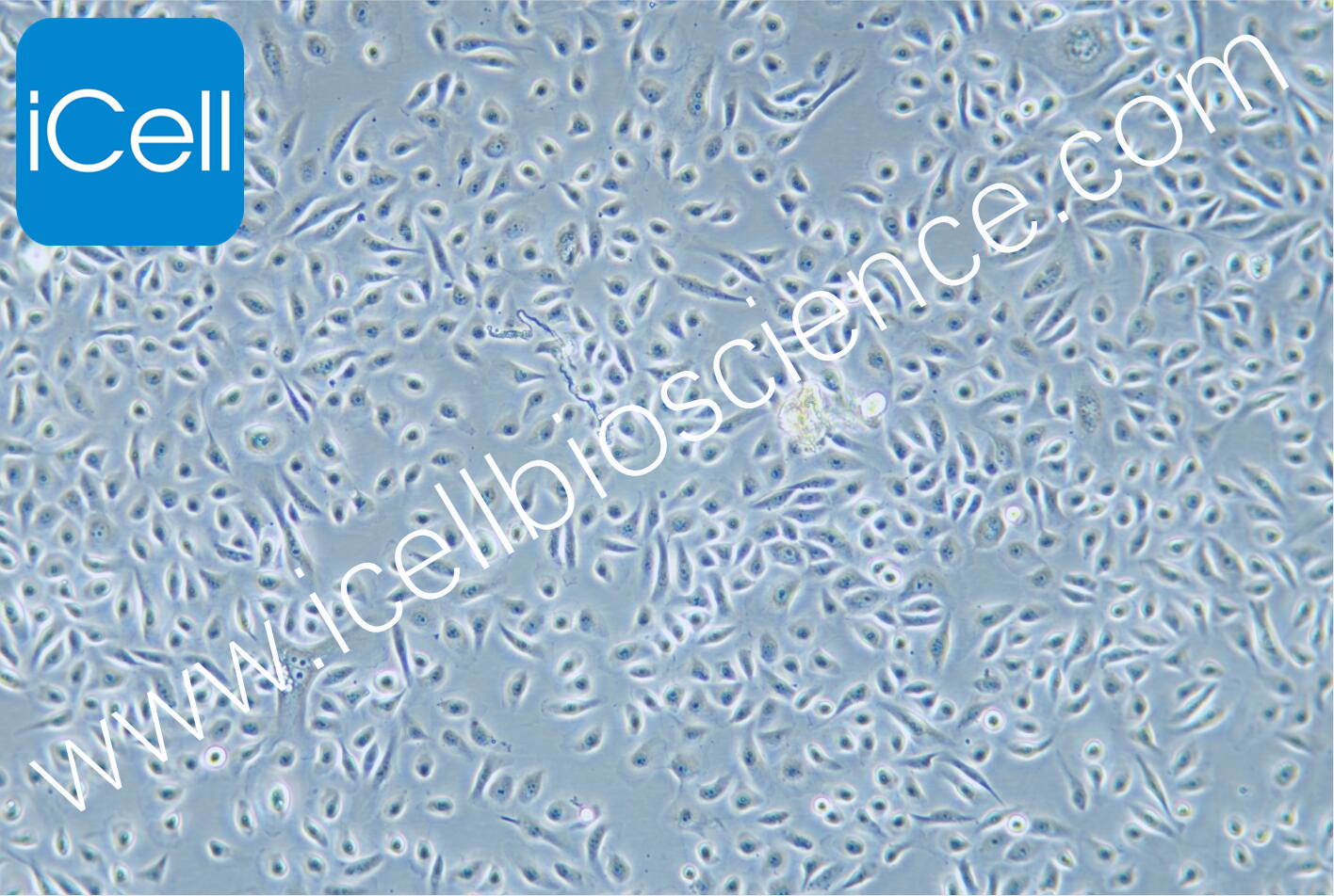 RWPE-1 人正常前列腺上皮细胞-原代细胞-STR细胞-细胞培养基-镜像绮点生物