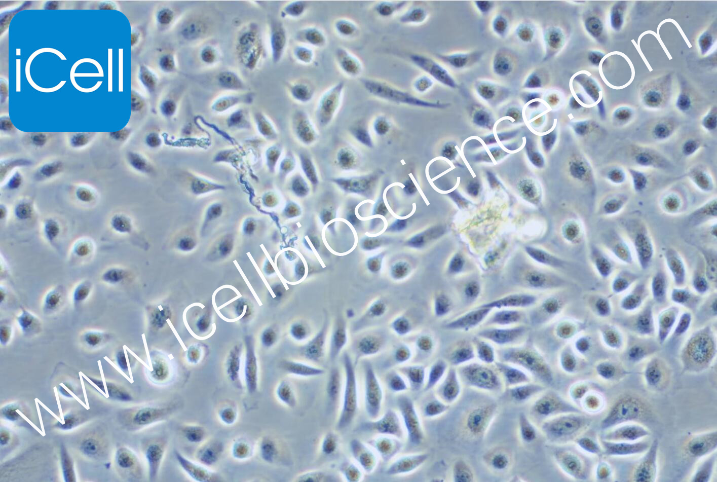 RWPE-1 人正常前列腺上皮细胞-原代细胞-STR细胞-细胞培养基-镜像绮点生物