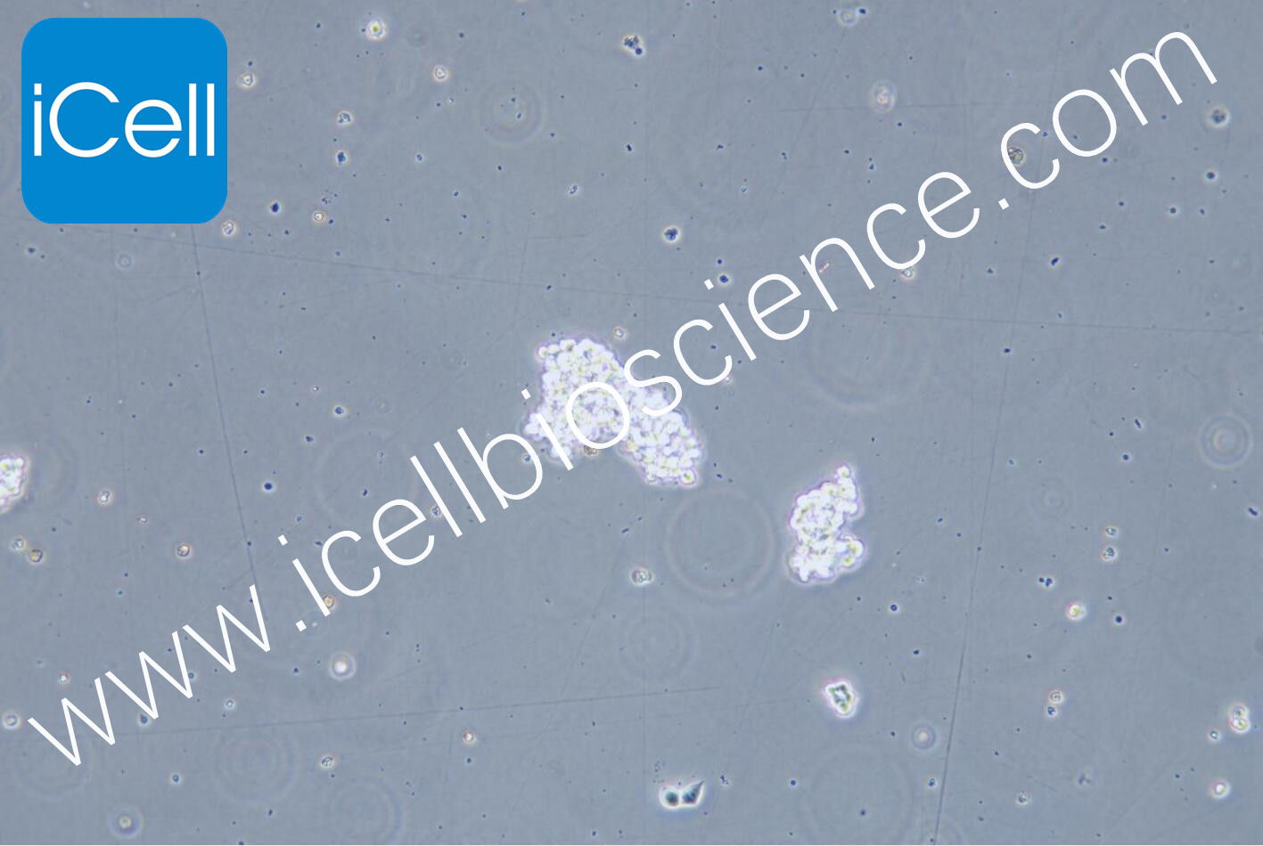 SHP-77 人小细胞肺癌细胞-原代细胞-STR细胞-细胞培养基-镜像绮点生物
