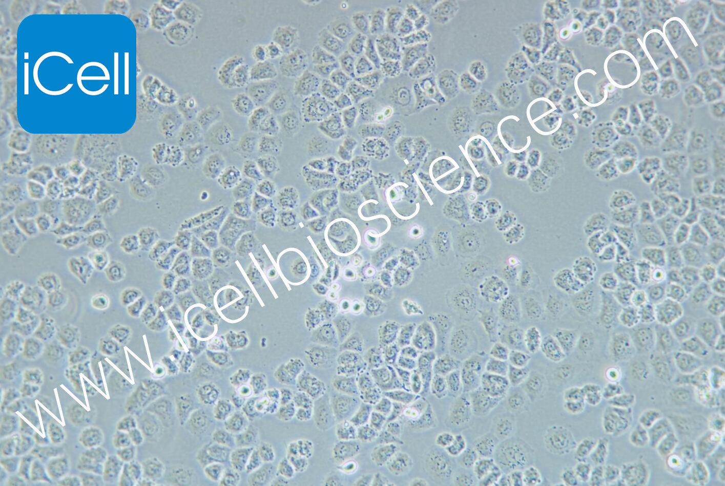 SW-13 人肾上腺皮质癌细胞-原代细胞-STR细胞-细胞培养基-镜像绮点生物
