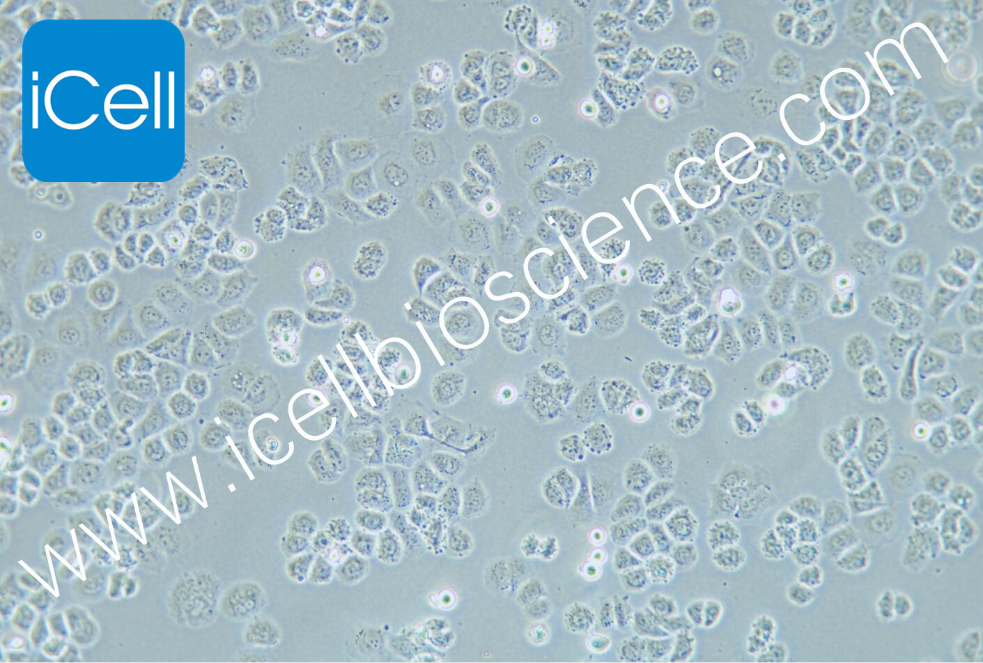SW-13 人肾上腺皮质癌细胞-原代细胞-STR细胞-细胞培养基-镜像绮点生物