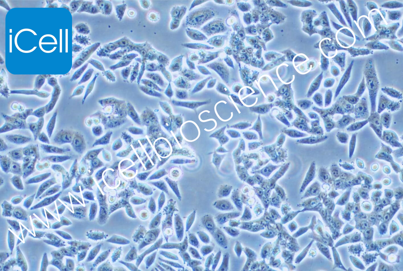 SW620/5FU 人结直肠癌细胞氟尿嘧啶耐药株（暂不提供）-原代细胞-STR细胞-细胞培养基-镜像绮点生物