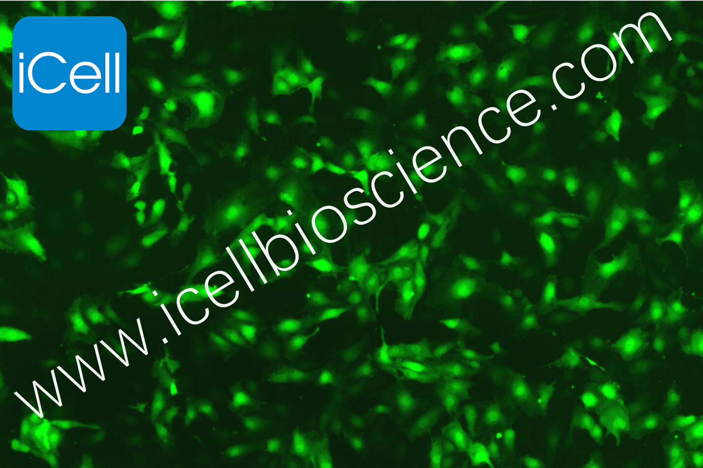HUVEC+GFP 人脐静脉内皮细胞永生化+GFP-原代细胞-STR细胞-细胞培养基-镜像绮点生物