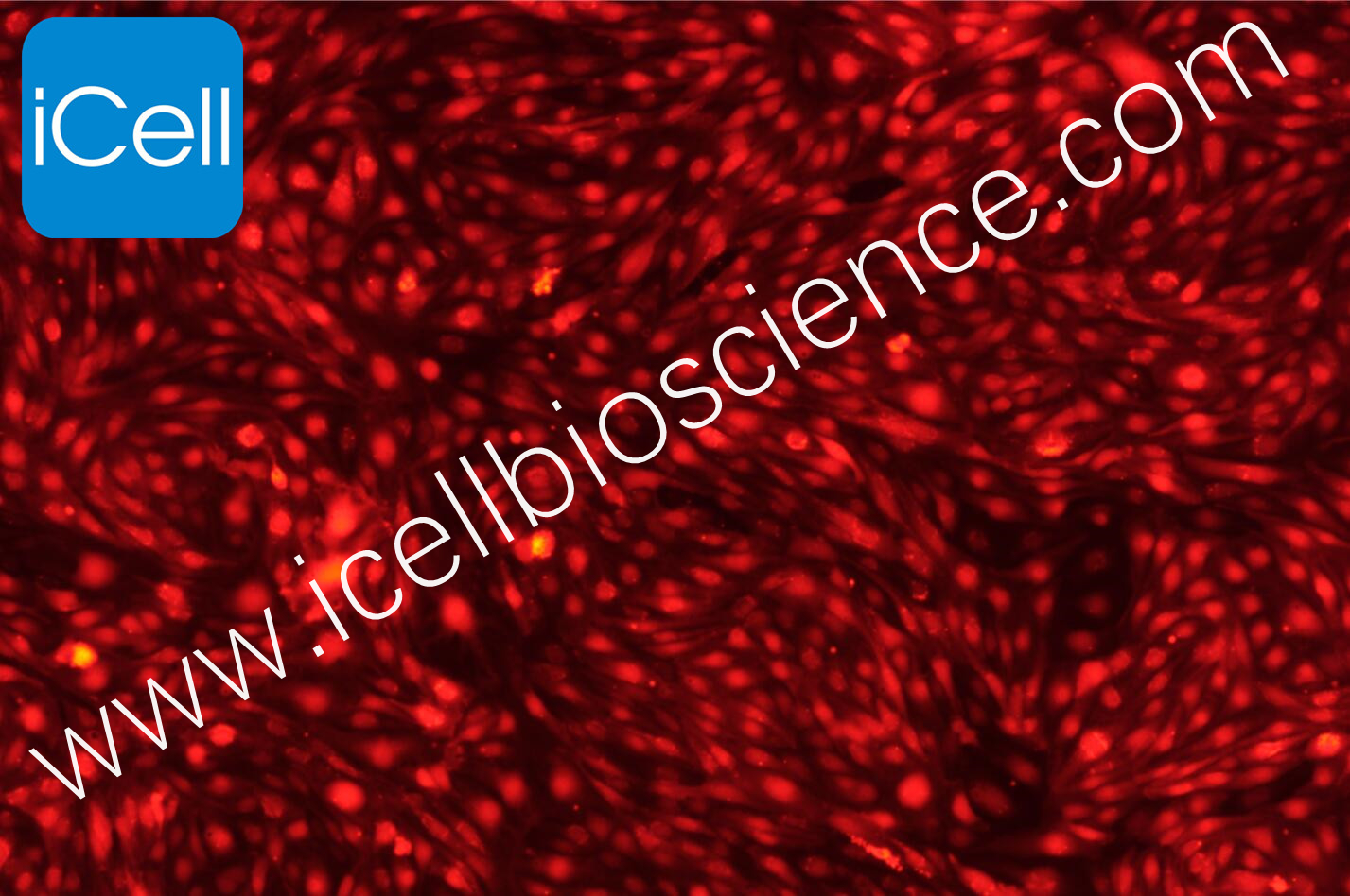 HUVEC+RFP 人脐静脉内皮细胞永生化+RFP-原代细胞-STR细胞-细胞培养基-镜像绮点生物