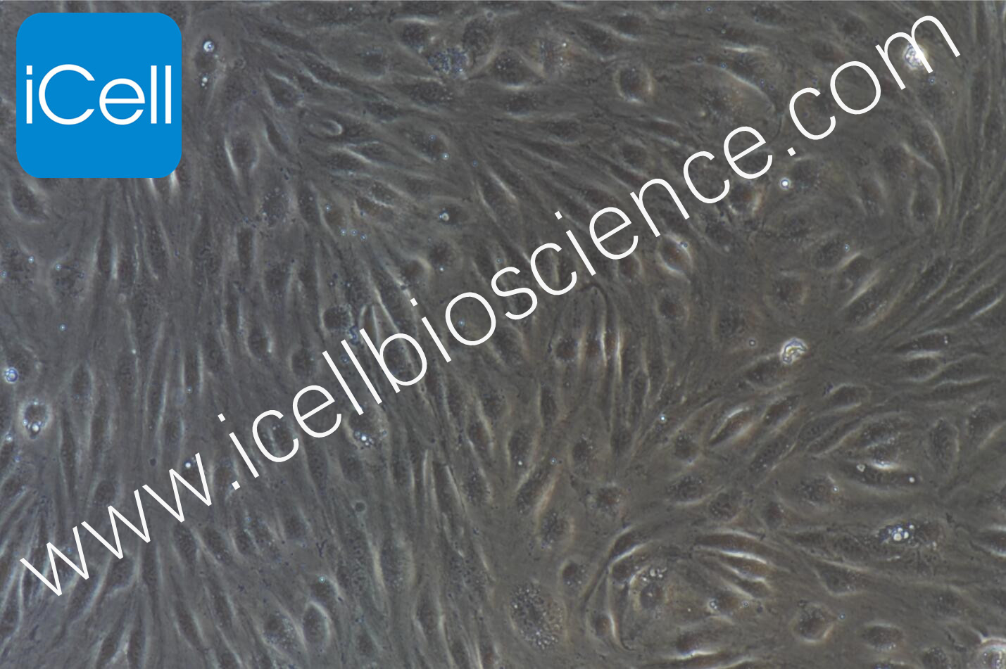 HUVEC+RFP 人脐静脉内皮细胞永生化+RFP-原代细胞-STR细胞-细胞培养基-镜像绮点生物