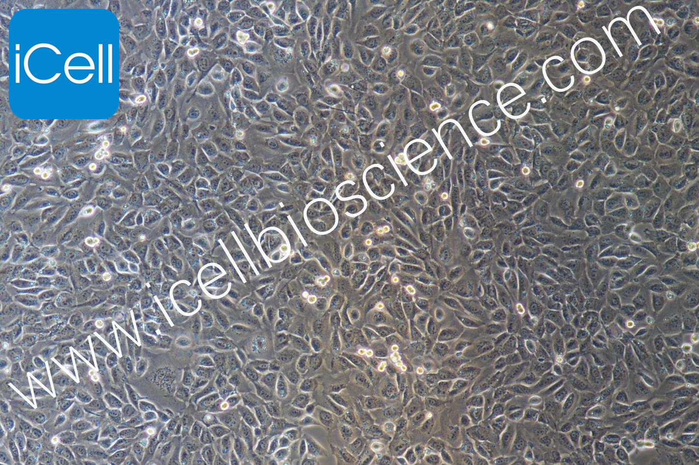 ID8+luc 小鼠卵巢上皮癌细胞+luc-原代细胞-STR细胞-细胞培养基-镜像绮点生物