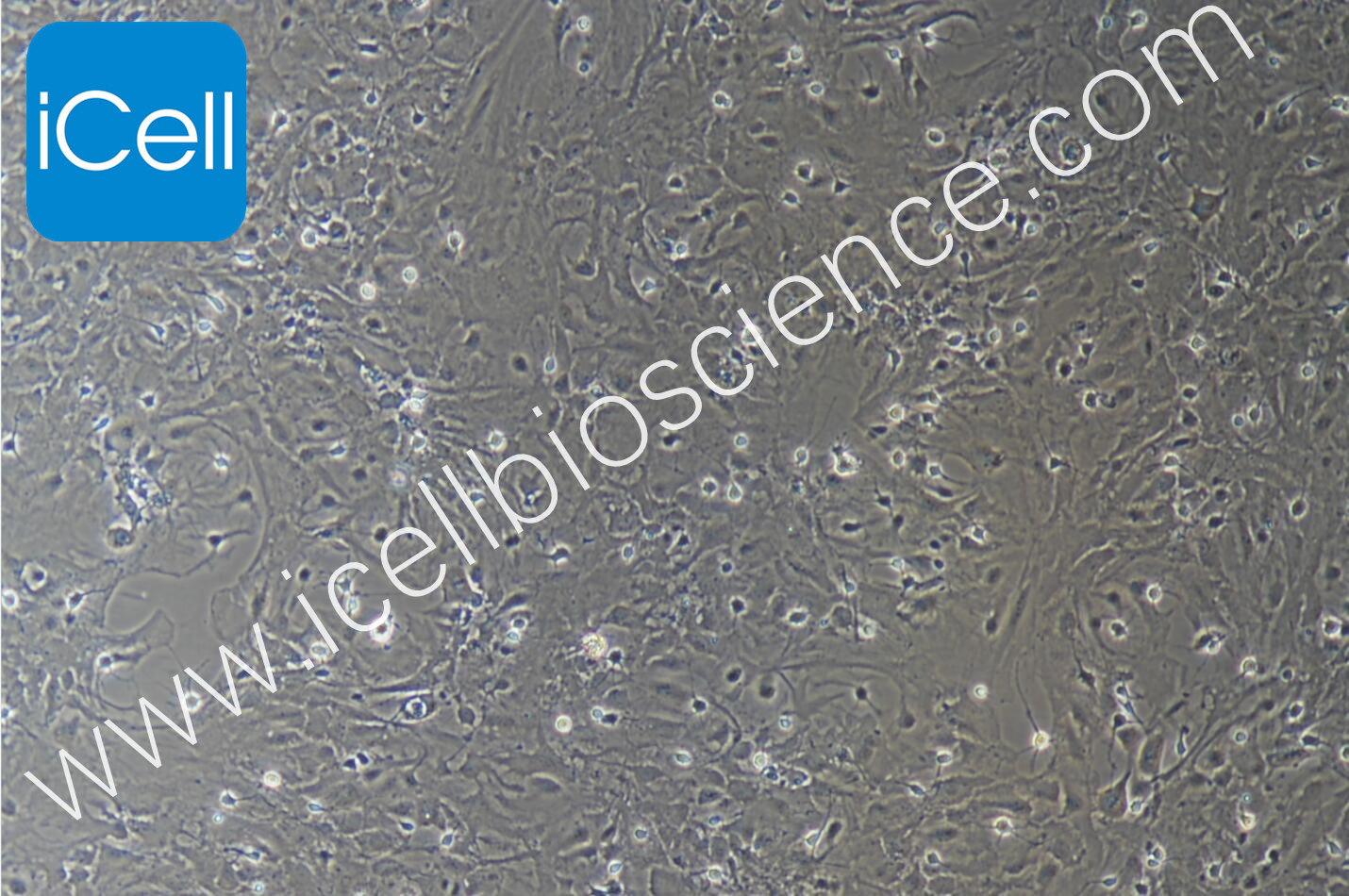 星形胶质细胞-原代细胞-STR细胞-细胞培养基-镜像绮点生物