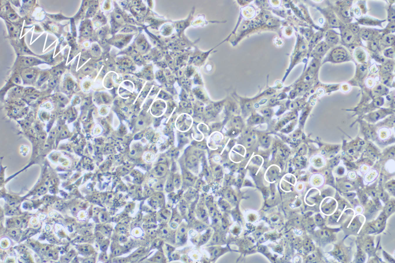 293FT 人胚肾细胞-原代细胞-STR细胞-细胞培养基-镜像绮点生物