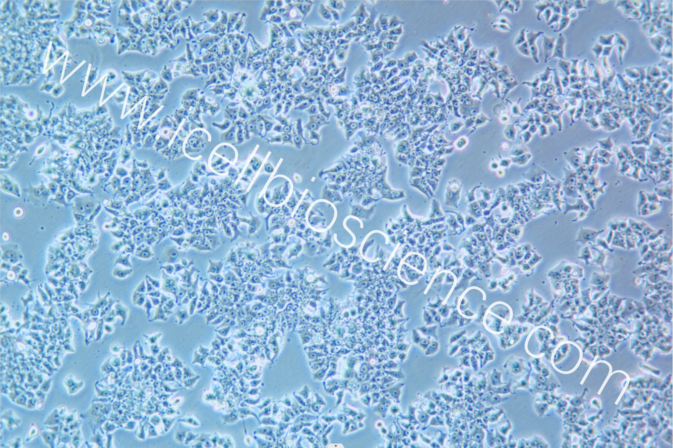 DMS 53 人肺癌细胞-原代细胞-STR细胞-细胞培养基-镜像绮点生物