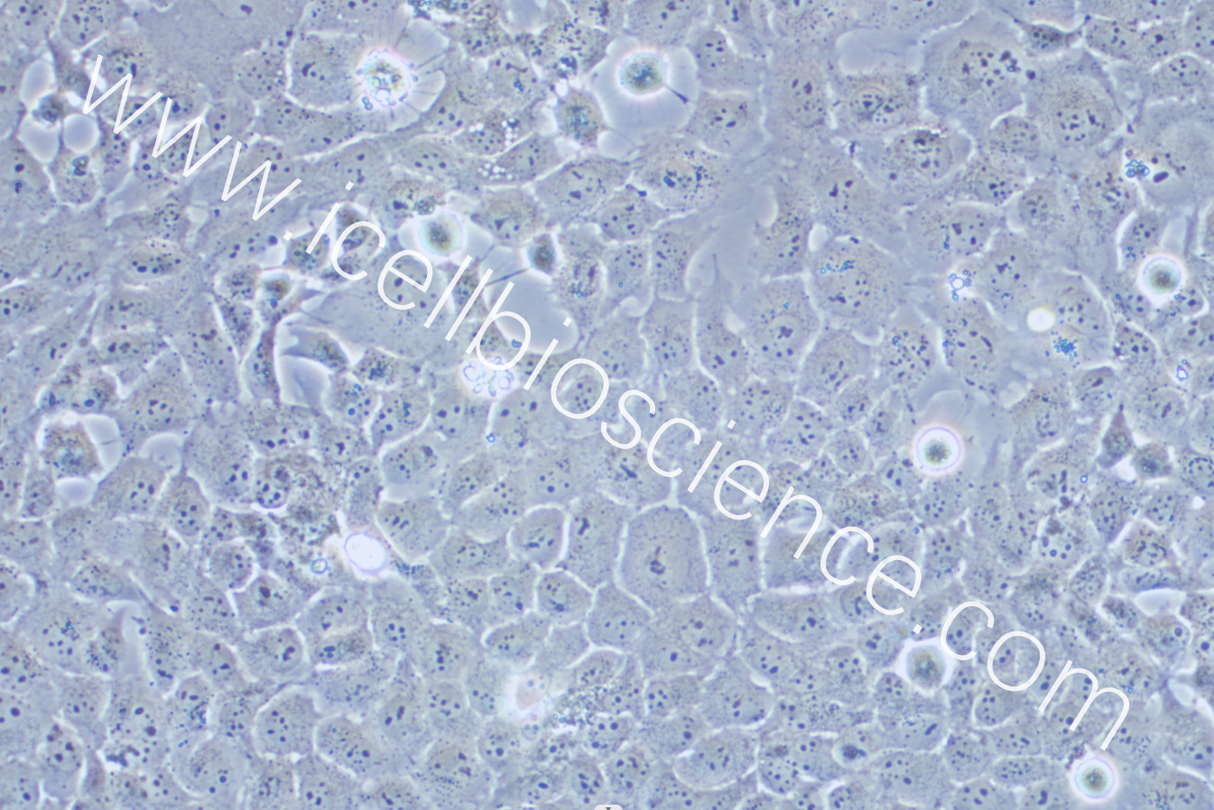 HTR-8/Svneo 人胚胎滋养细胞-原代细胞-STR细胞-细胞培养基-镜像绮点生物