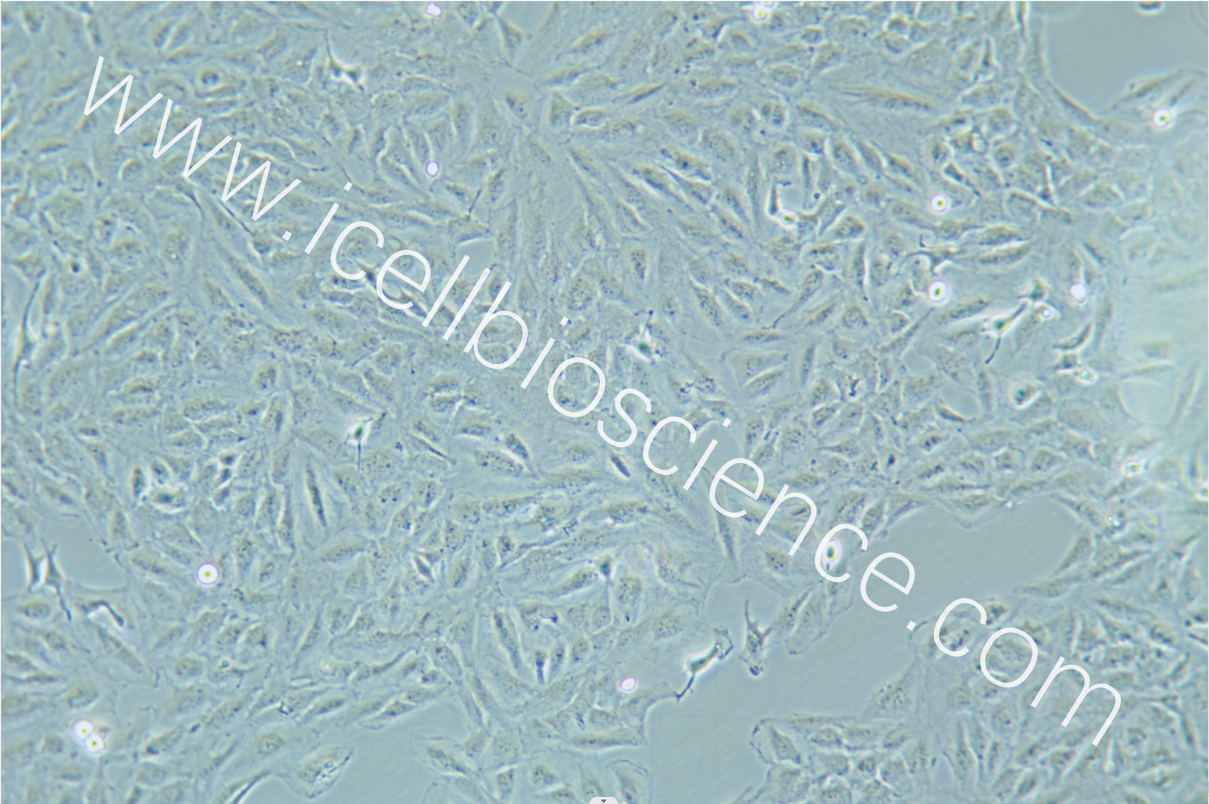 KTC-1 人甲状腺癌细胞-原代细胞-STR细胞-细胞培养基-镜像绮点生物