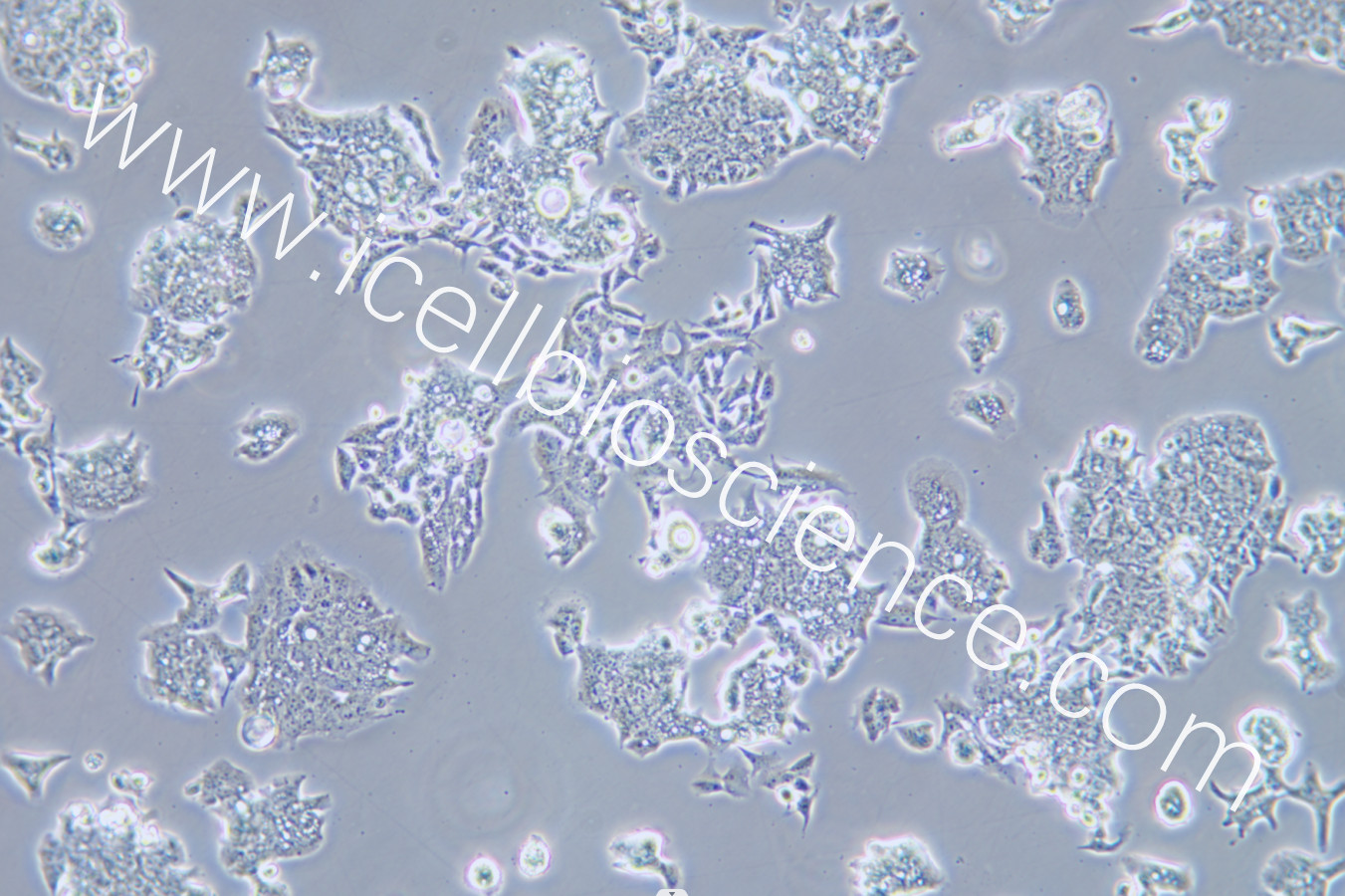 LS1034 人结肠腺癌细胞-原代细胞-STR细胞-细胞培养基-镜像绮点生物
