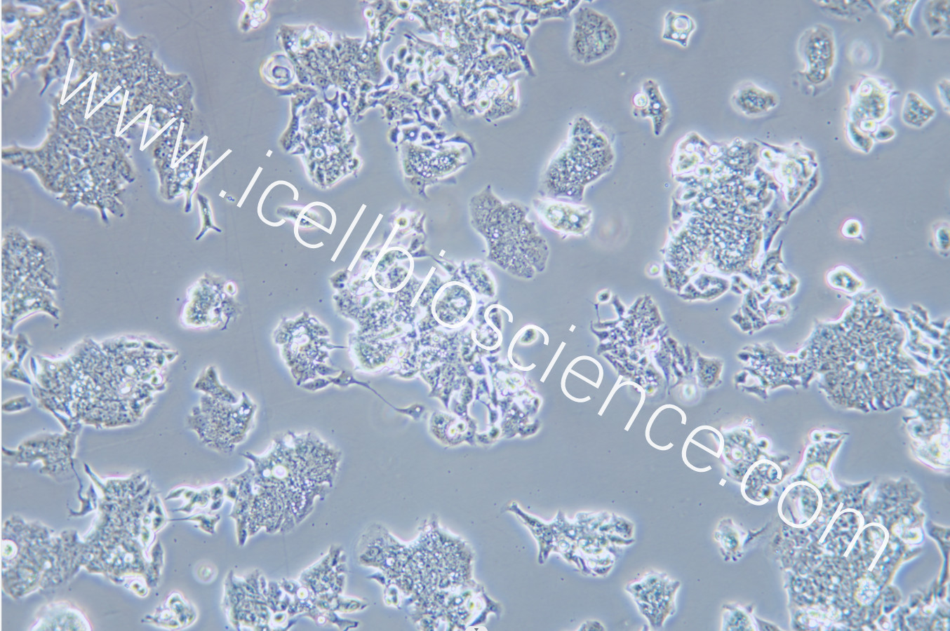 LS1034 人结肠腺癌细胞-原代细胞-STR细胞-细胞培养基-镜像绮点生物