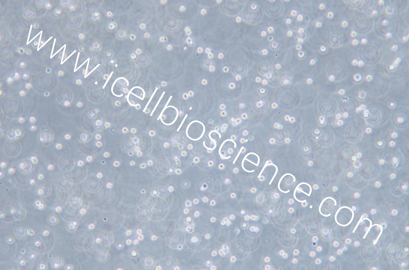 MV-4-11 人髓性单核细胞白血病细胞-原代细胞-STR细胞-细胞培养基-镜像绮点生物