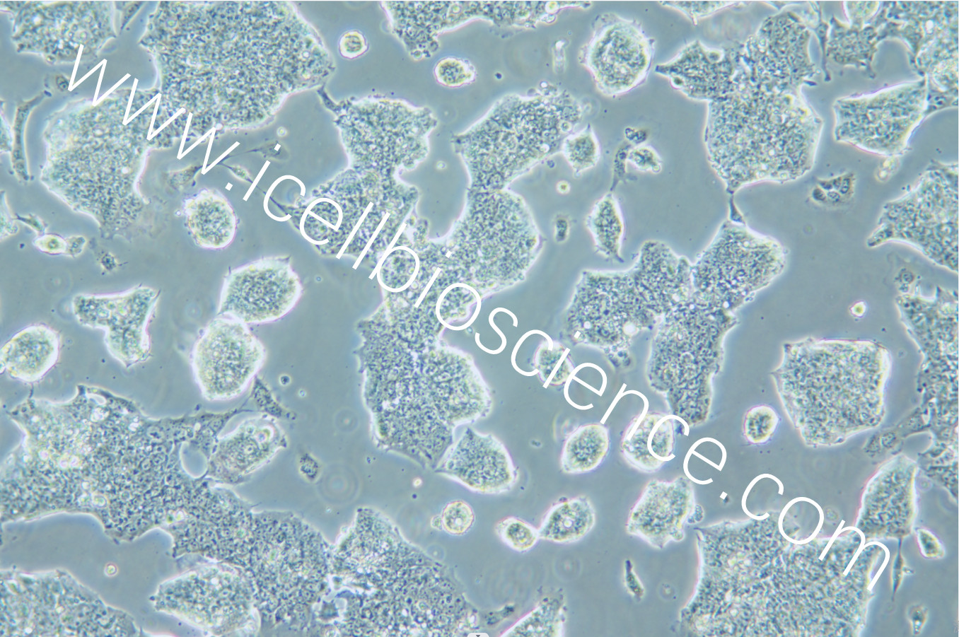NCI-H508 人结肠直肠腺癌细胞(暂不提供)-原代细胞-STR细胞-细胞培养基-镜像绮点生物