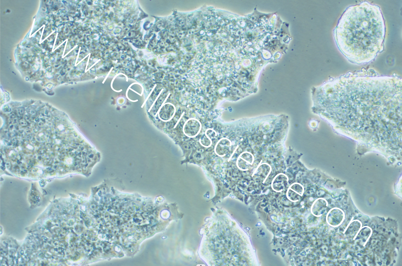 NCI-H508 人结肠直肠腺癌细胞(暂不提供)-原代细胞-STR细胞-细胞培养基-镜像绮点生物