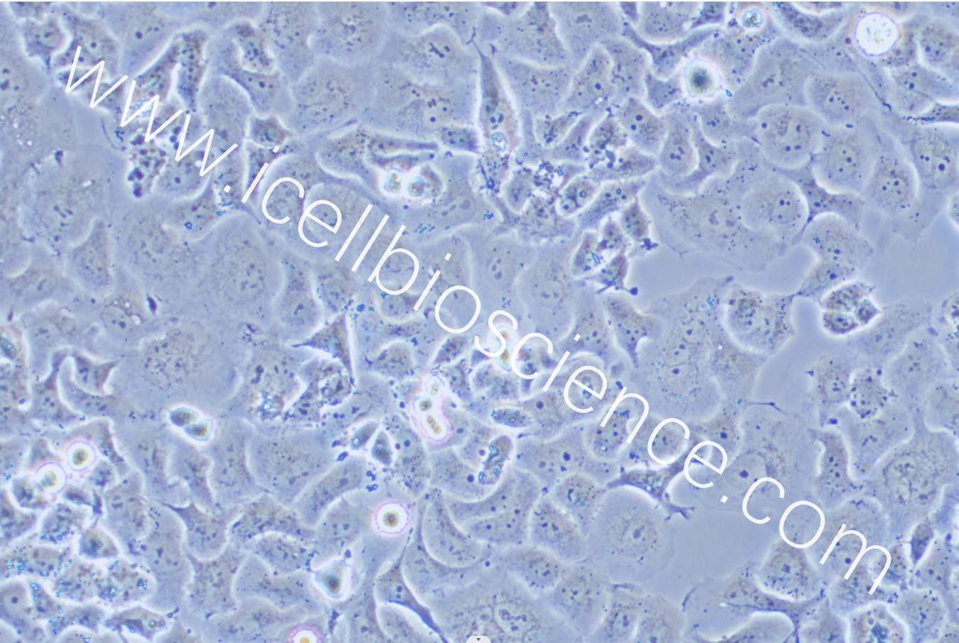 NCI-H522 人非小细胞肺癌腺癌细胞-原代细胞-STR细胞-细胞培养基-镜像绮点生物