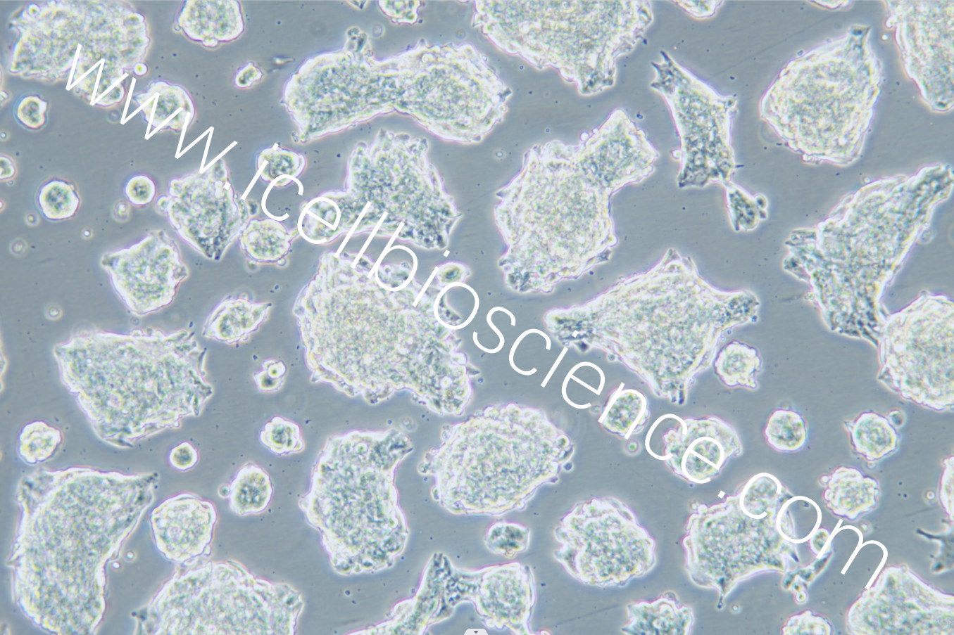 NCI-H1688 人经典小细胞肺癌细胞-原代细胞-STR细胞-细胞培养基-镜像绮点生物