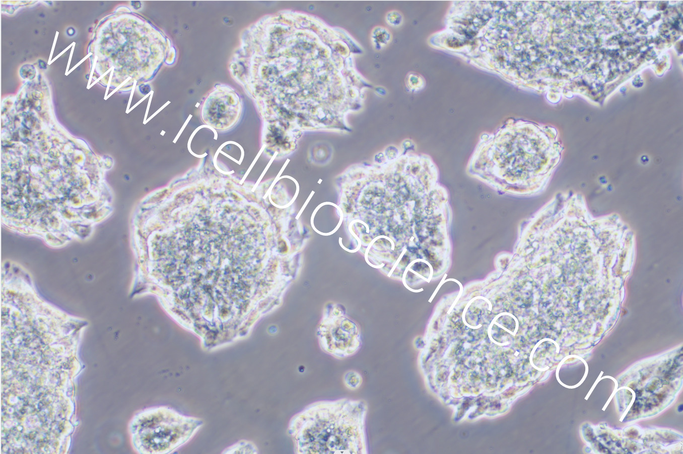 NCI-H1688 人经典小细胞肺癌细胞-原代细胞-STR细胞-细胞培养基-镜像绮点生物