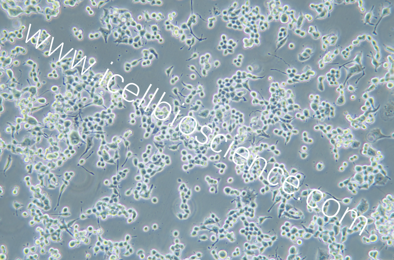 NG108-15 小鼠/大鼠神经元融合-原代细胞-STR细胞-细胞培养基-镜像绮点生物