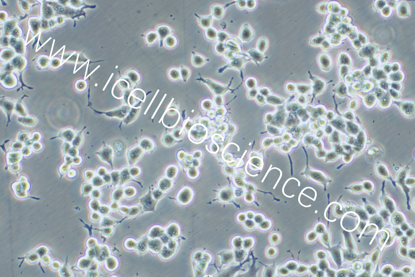 NG108-15 小鼠/大鼠神经元融合-原代细胞-STR细胞-细胞培养基-镜像绮点生物