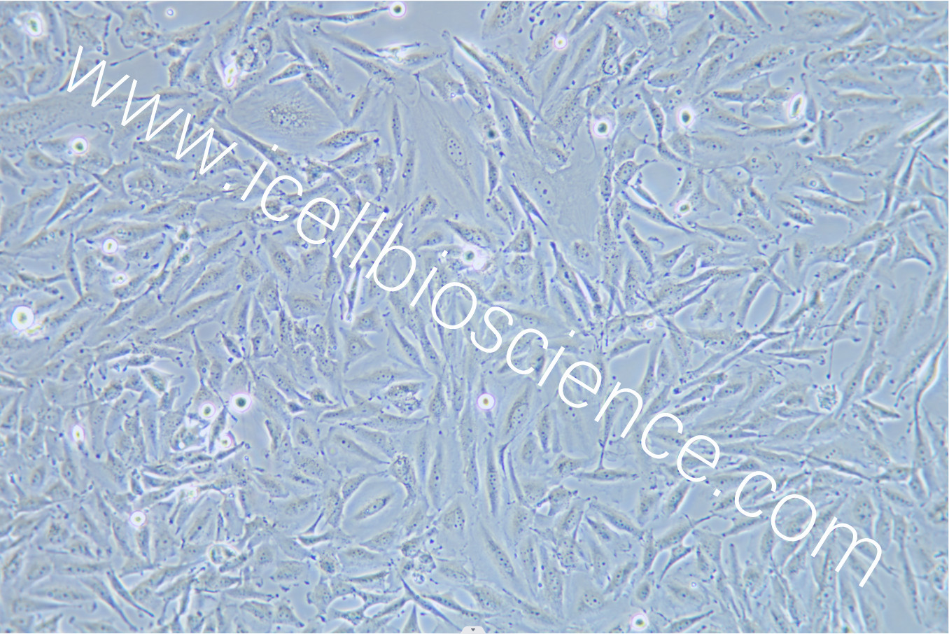 Ocut-2C 人甲状腺癌细胞（未分化）-原代细胞-STR细胞-细胞培养基-镜像绮点生物