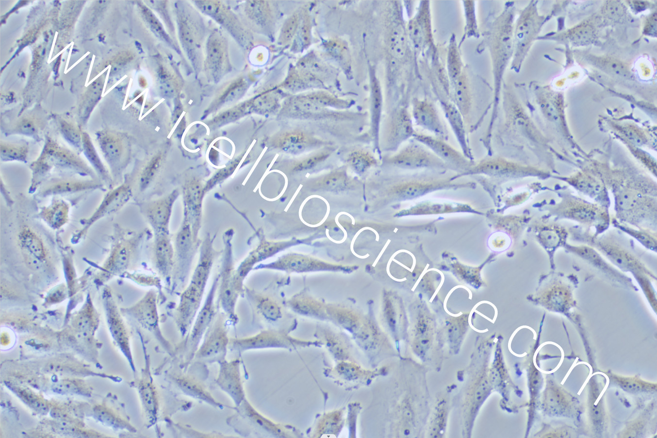 Ocut-2C 人甲状腺癌细胞（未分化）-原代细胞-STR细胞-细胞培养基-镜像绮点生物