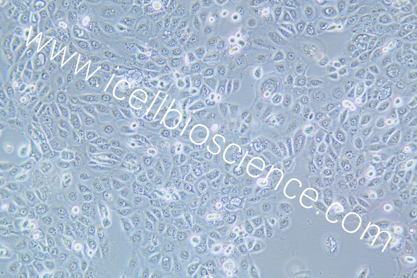 SCC-25 人口腔鳞癌细胞-原代细胞-STR细胞-细胞培养基-镜像绮点生物