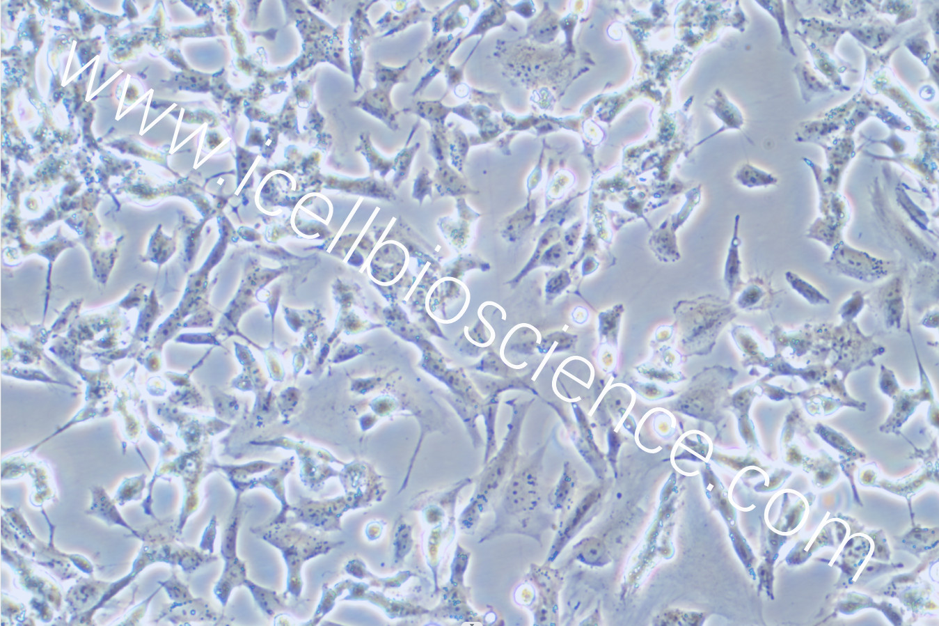 SK-N-BE(2) 人神经母细胞瘤细胞-原代细胞-STR细胞-细胞培养基-镜像绮点生物