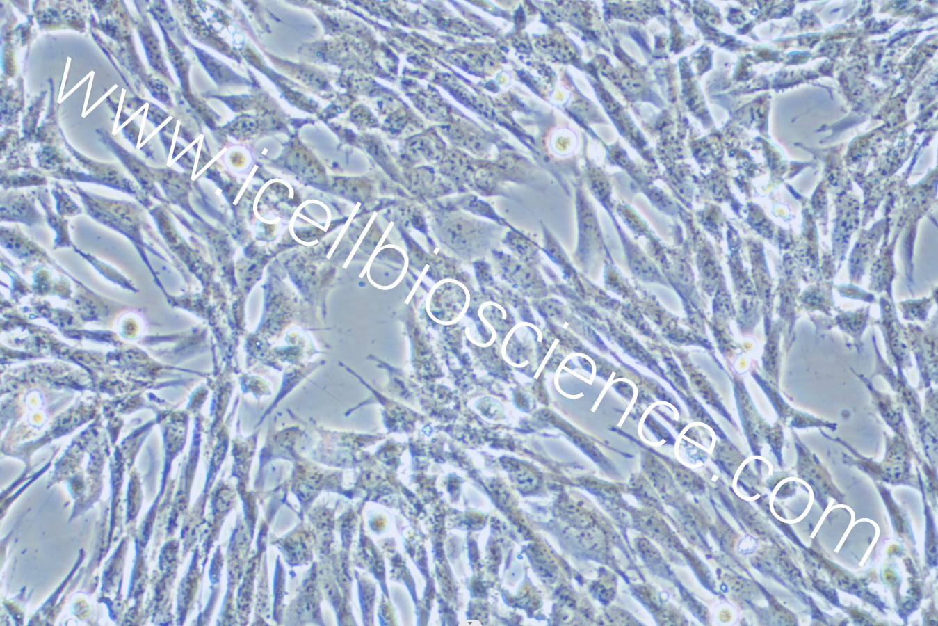 TCMK-1 小鼠肾小管上皮细胞-原代细胞-STR细胞-细胞培养基-镜像绮点生物