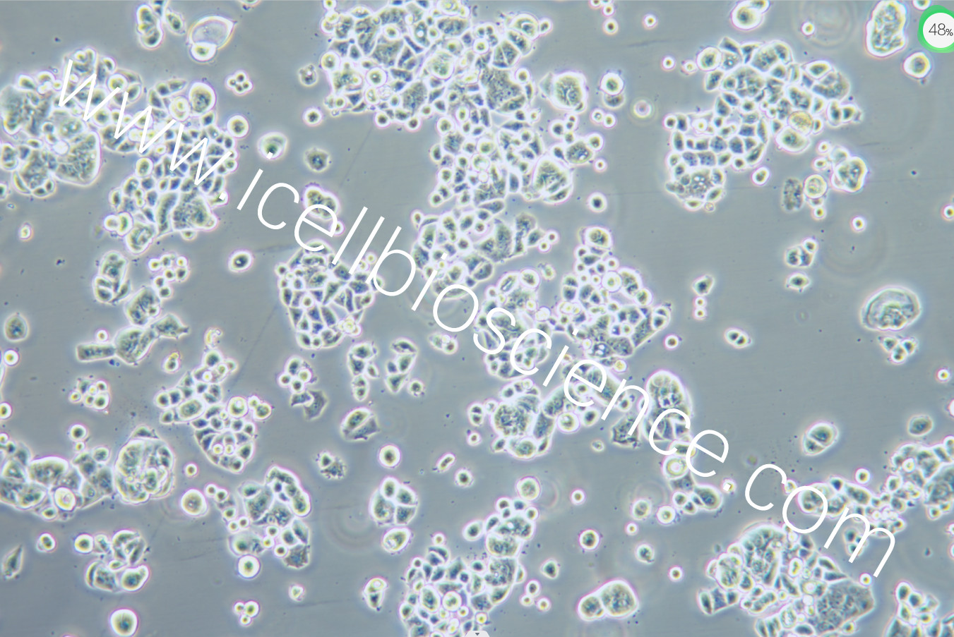 ZR-75-30 人乳腺癌细胞-原代细胞-STR细胞-细胞培养基-镜像绮点生物