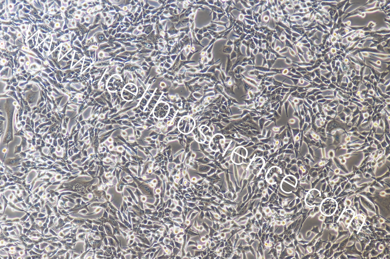 PANC02+luc 小鼠胰腺癌细胞（荧光素酶标记）-原代细胞-STR细胞-细胞培养基-镜像绮点生物