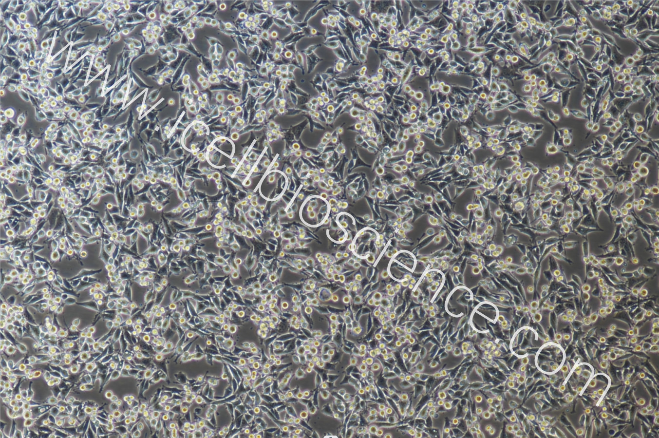 MB49+luc 小鼠膀胱癌细胞稳定表达荧光素酶-原代细胞-STR细胞-细胞培养基-镜像绮点生物