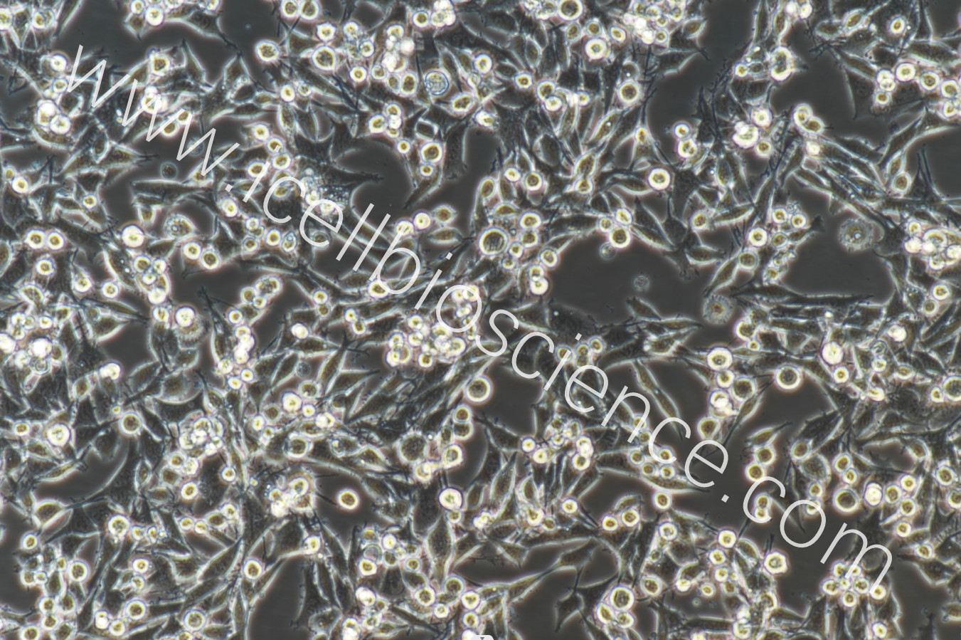 MB49+luc 小鼠膀胱癌细胞稳定表达荧光素酶-原代细胞-STR细胞-细胞培养基-镜像绮点生物