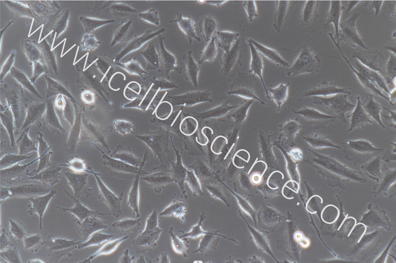 LN-229+luc 人胶质瘤细胞稳定表达荧光素酶-原代细胞-STR细胞-细胞培养基-镜像绮点生物