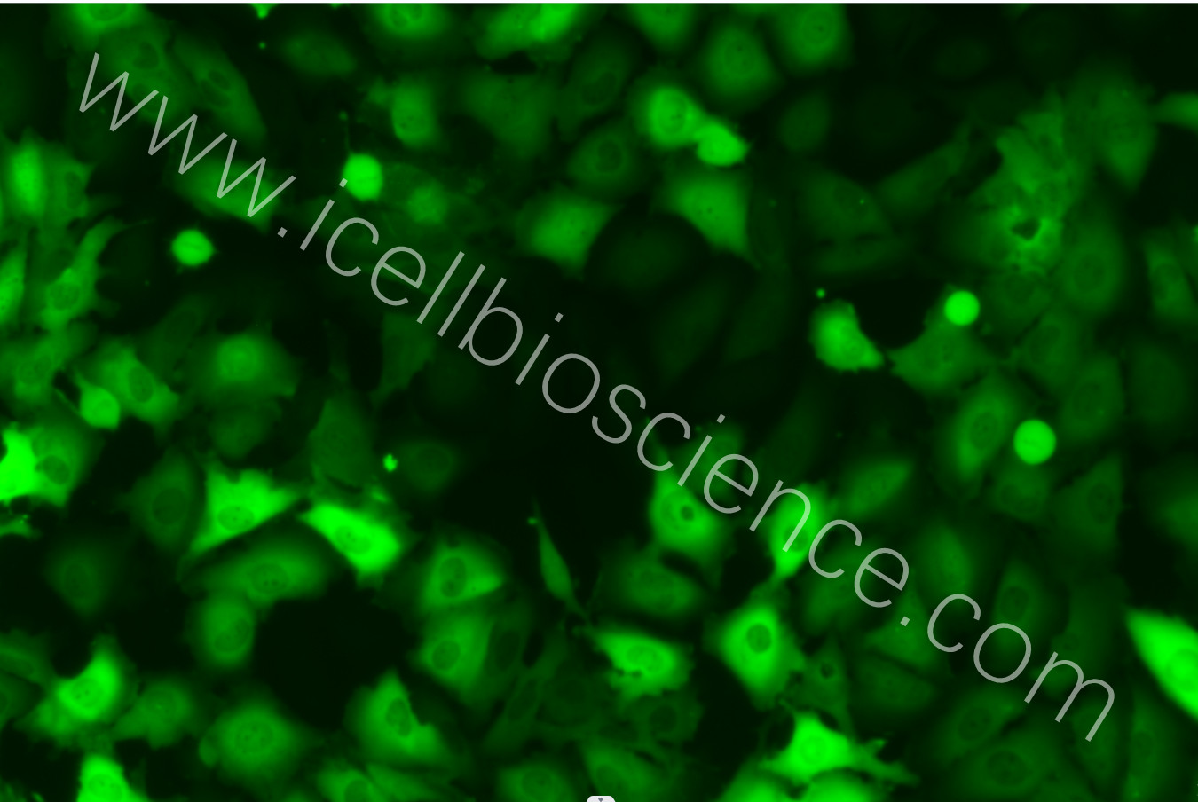 LX-2+GFP 人肝星状细胞+GFP-原代细胞-STR细胞-细胞培养基-镜像绮点生物