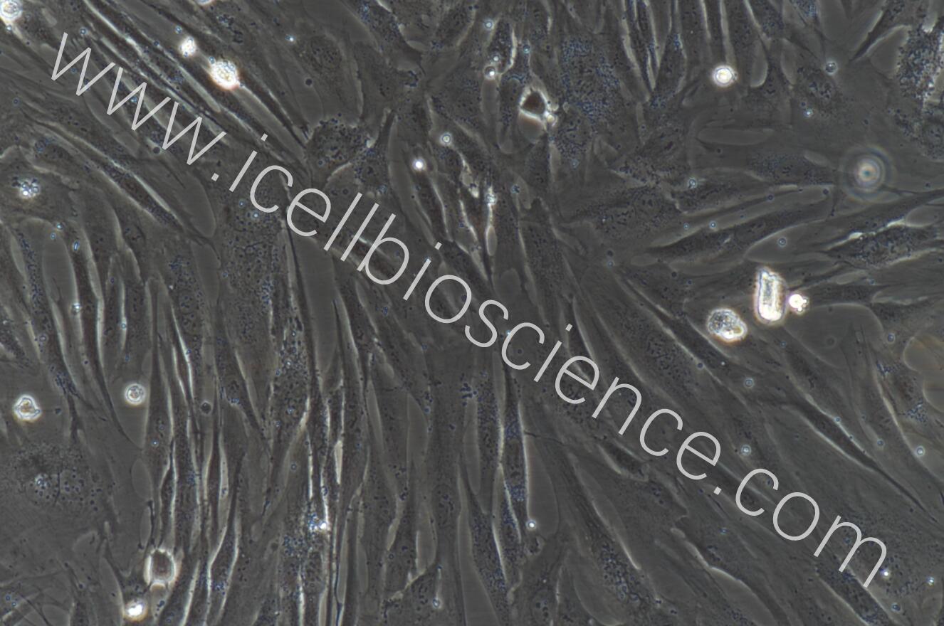 人原代下腔静脉外膜成纤维细胞-原代细胞-STR细胞-细胞培养基-镜像绮点生物