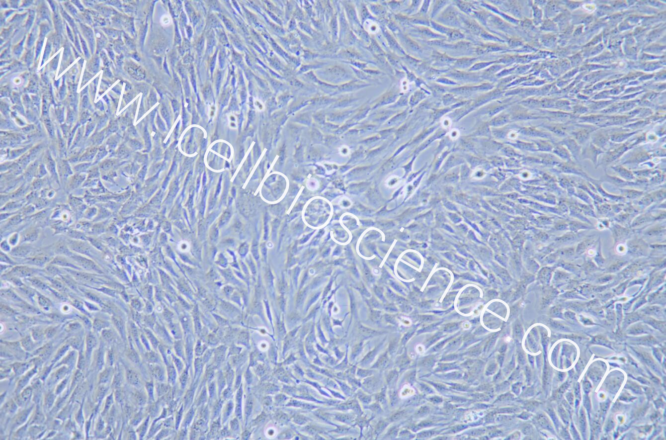 GC-2spd (ts) 小鼠精母细胞-原代细胞-STR细胞-细胞培养基-镜像绮点生物