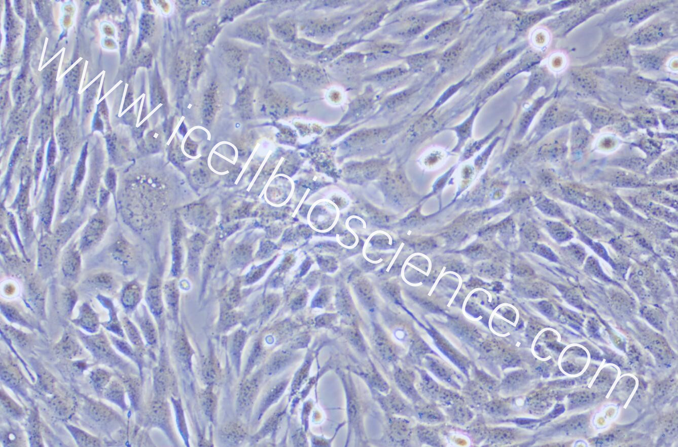 GC-2spd (ts) 小鼠精母细胞-原代细胞-STR细胞-细胞培养基-镜像绮点生物