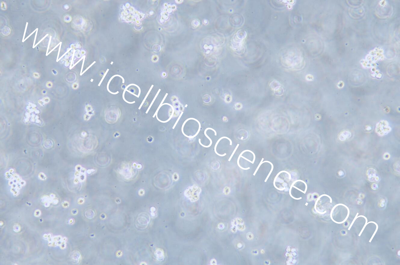 SKNO-1 人急性髓系白血病细胞-原代细胞-STR细胞-细胞培养基-镜像绮点生物